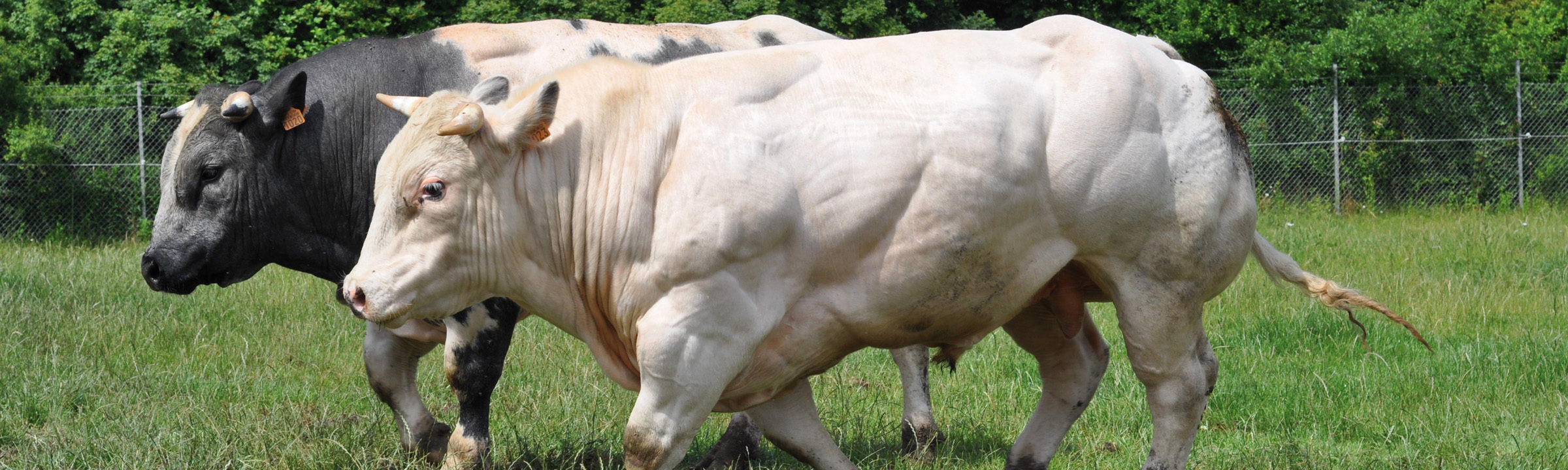 Rinderzucht – Fleischerei Paul Schröder